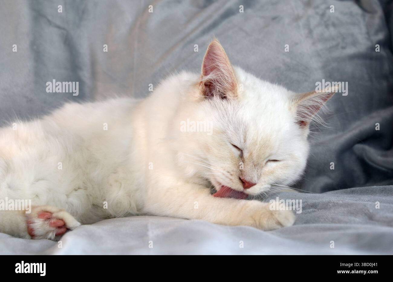 Red-point ragdoll kitten cat cleaning himself Stock Photo - Alamy