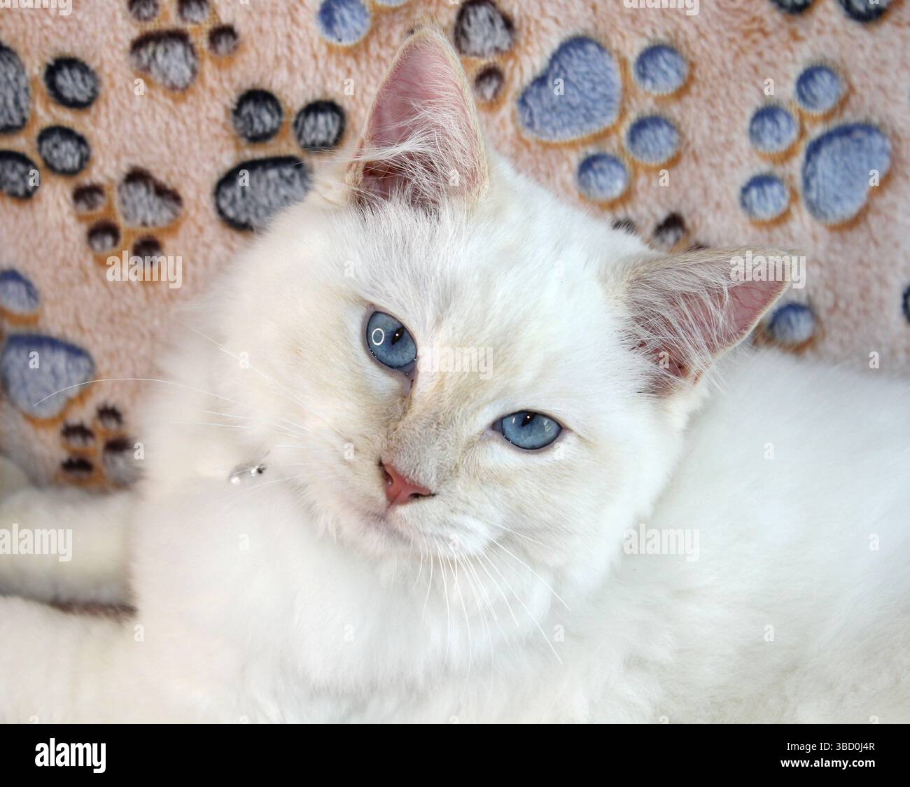 Cute portrait of a red-point ragdoll kitten cat Stock Photo - Alamy