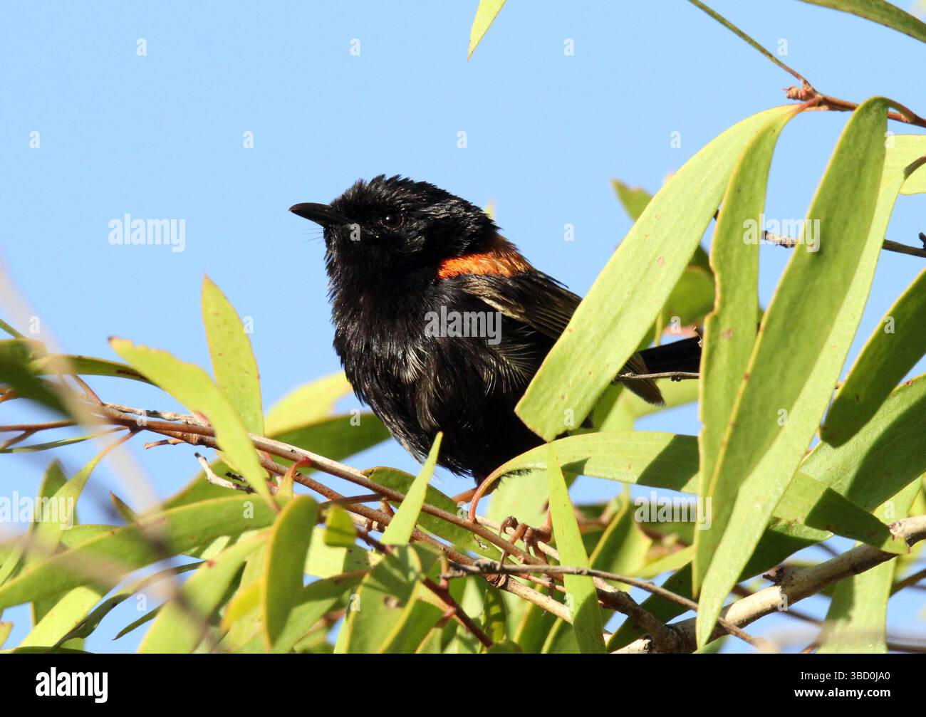 Red-backed fairywren bird sitting in a tree Stock Photo - Alamy