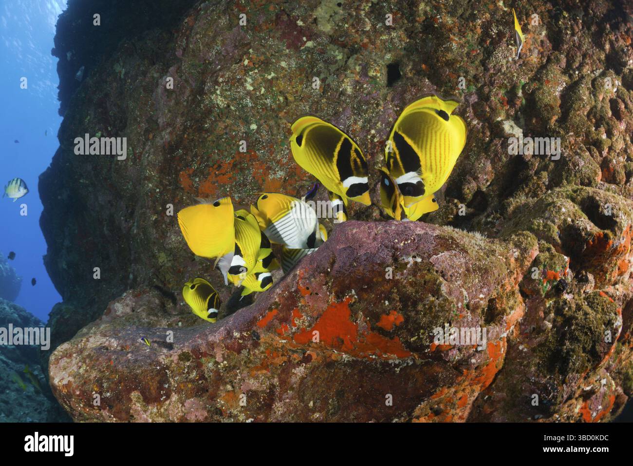 Crescent moon butterflyfish eat hi-res stock photography and images - Alamy