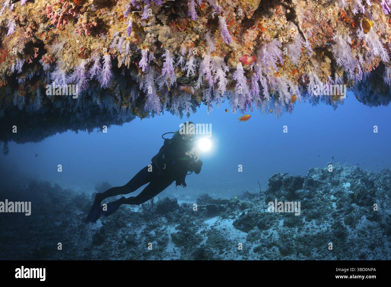 Diver exploring cave, North Male Atoll, Maldives, Asia Stock Photo - Alamy