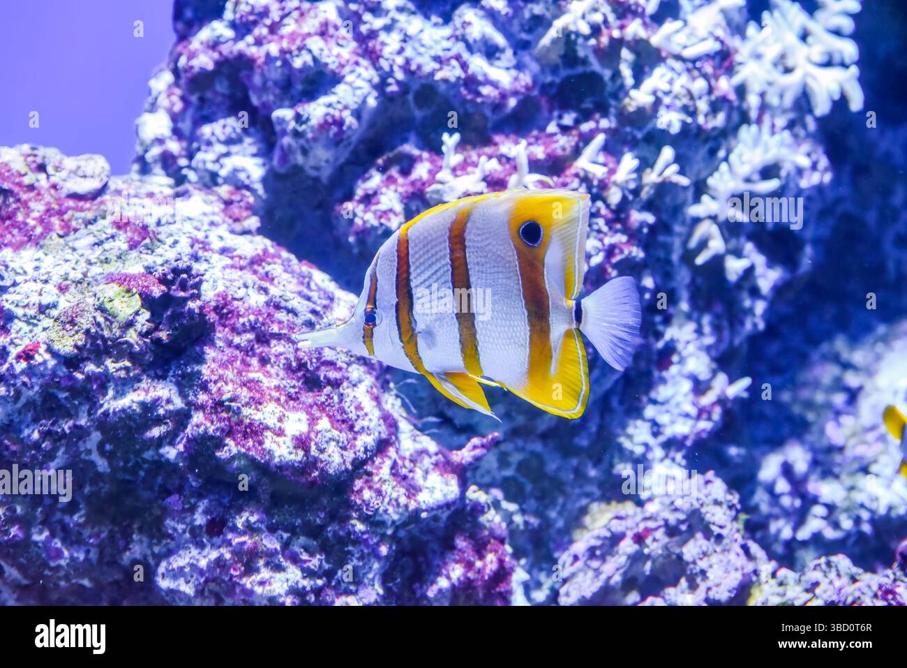 Copperband butterflyfish in aquatic hi-res stock photography and images ...