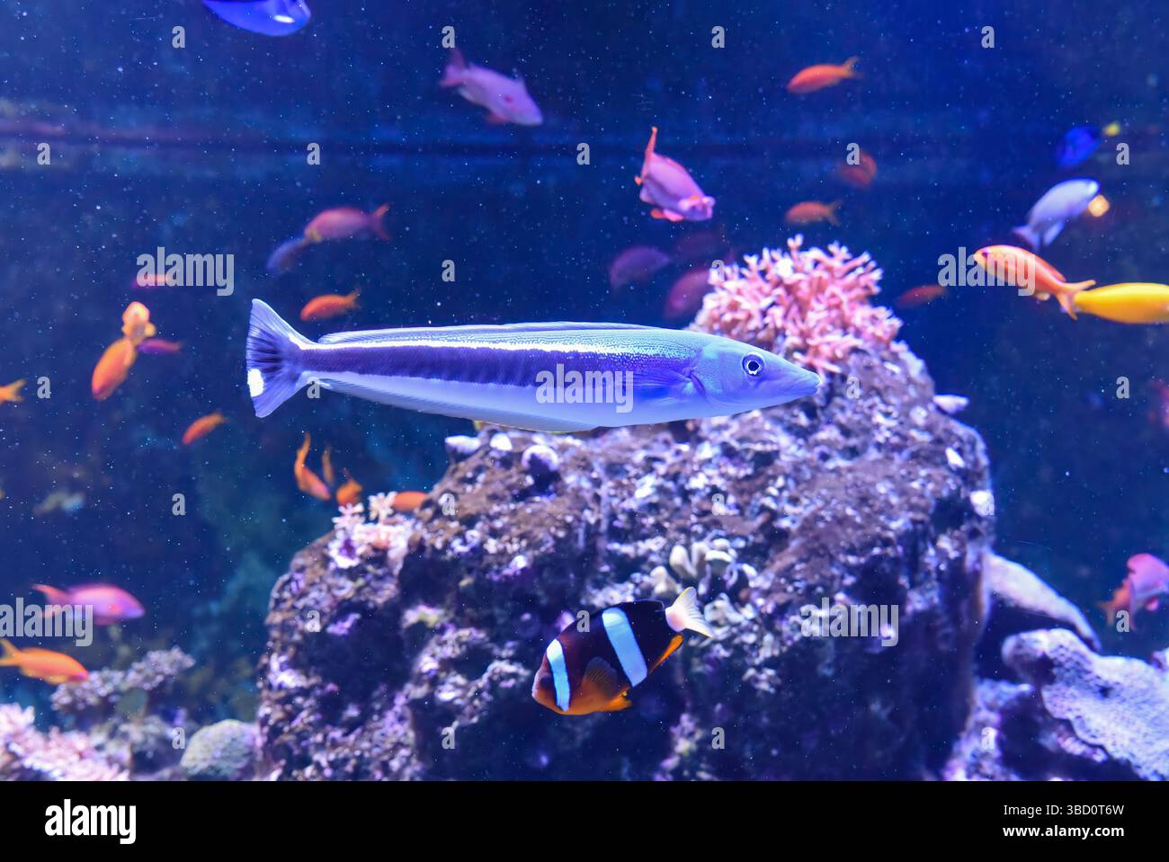 Blue blanquillo fish resting on sandy ocean floor in a tropical marine ...