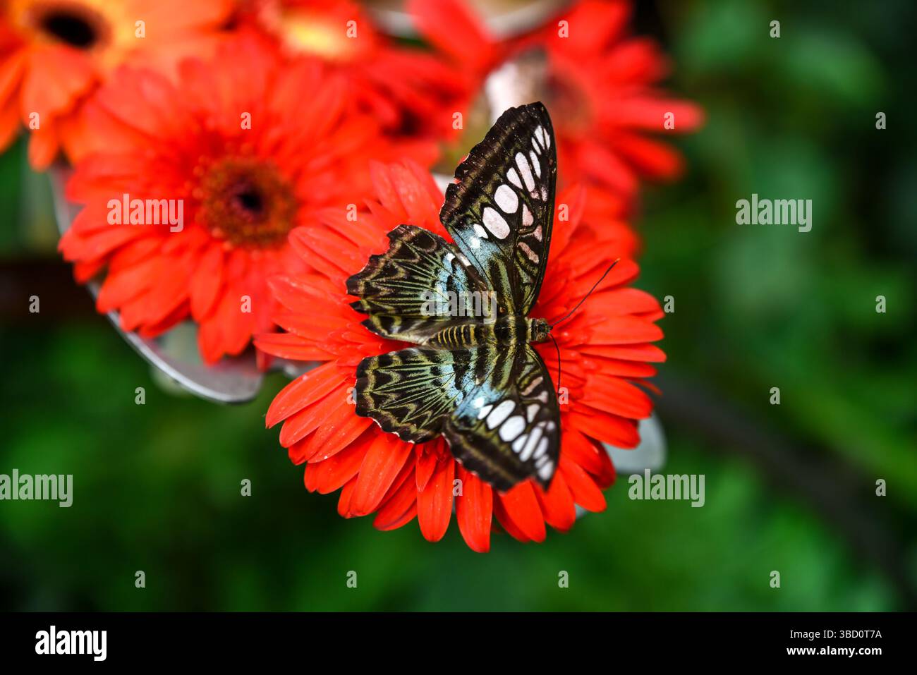 Closeup of Parthenos sylvia butterfly with blue wings sitting on a ...