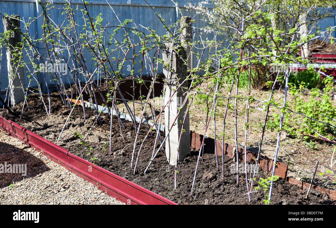 Training black raspberry stems in garden using metal rod and string ...