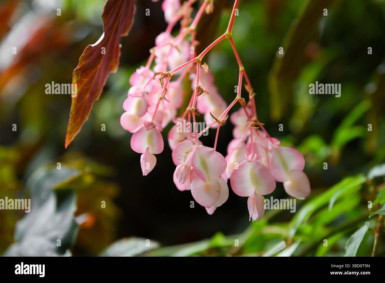 Pink begonia flowers with lush green leaves form a soft floral ...