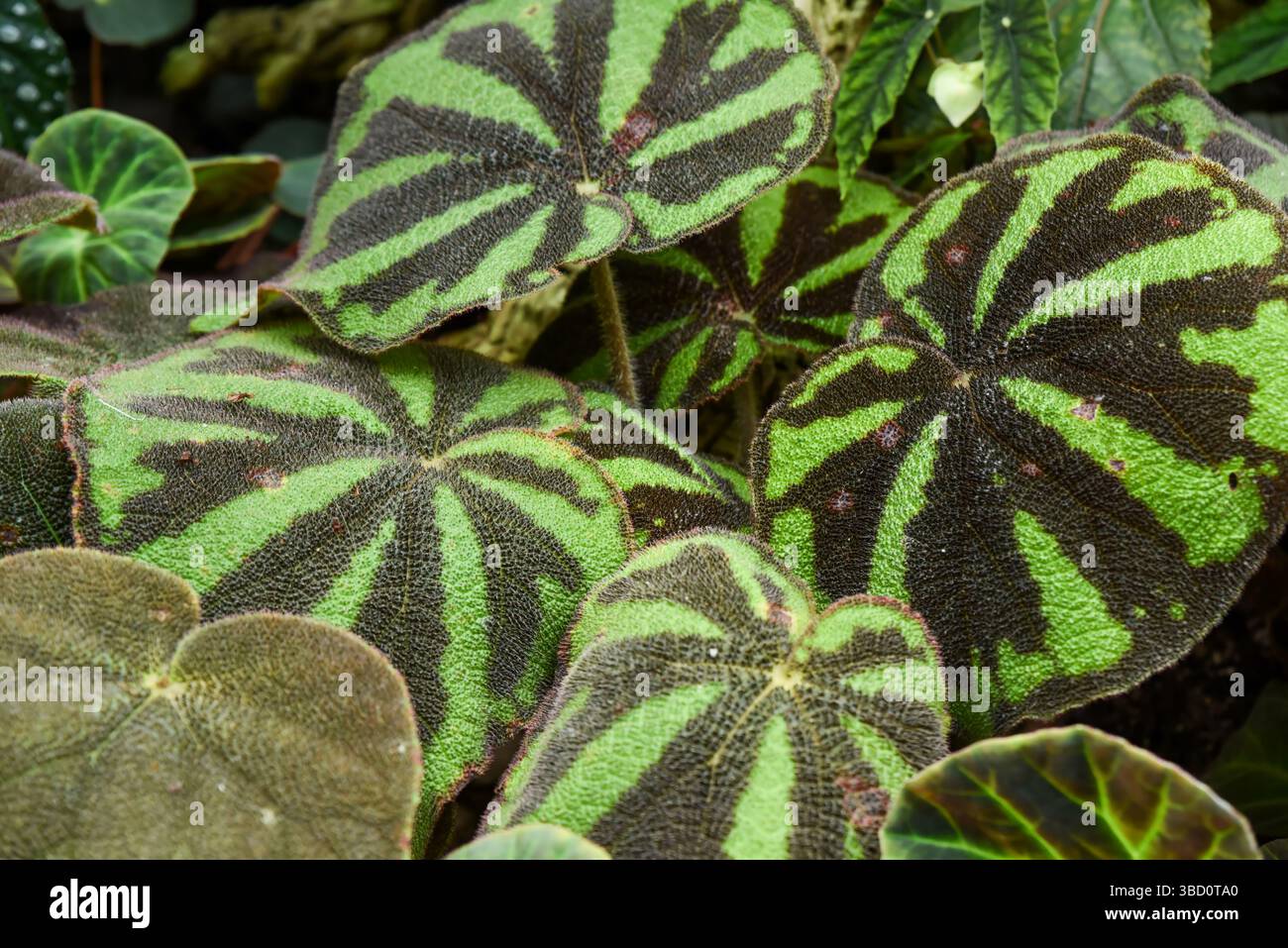 Begonia leaves hi-res stock photography and images - Alamy