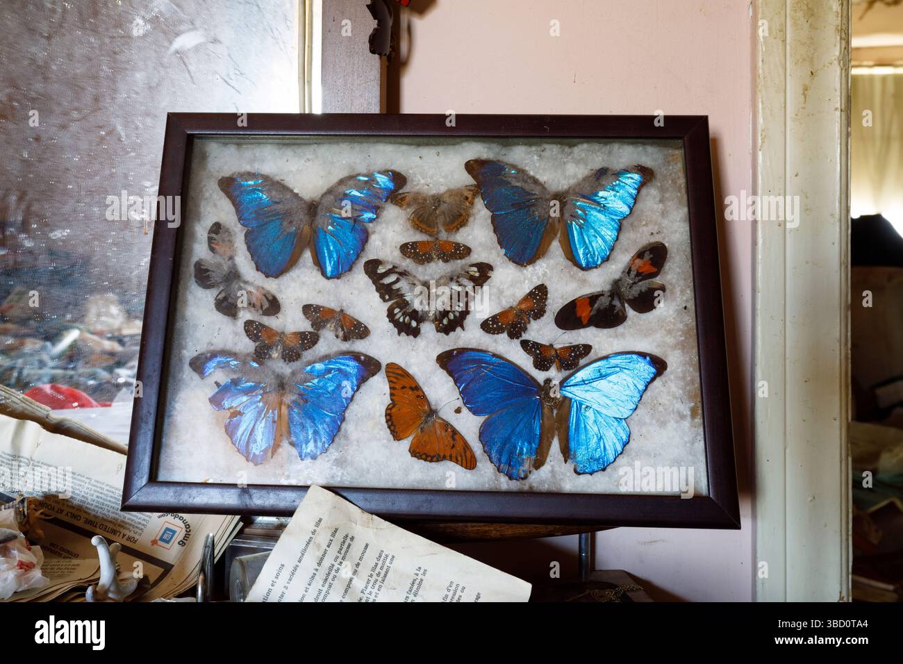 A butterfly display case inside an abandoned house. This house has ...