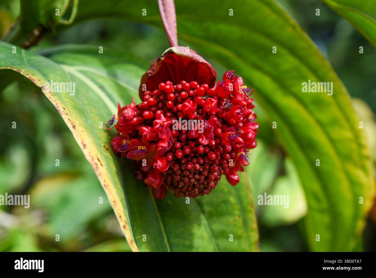 Front view of Medinilla magnifica, the showy medinilla or rose grape ...