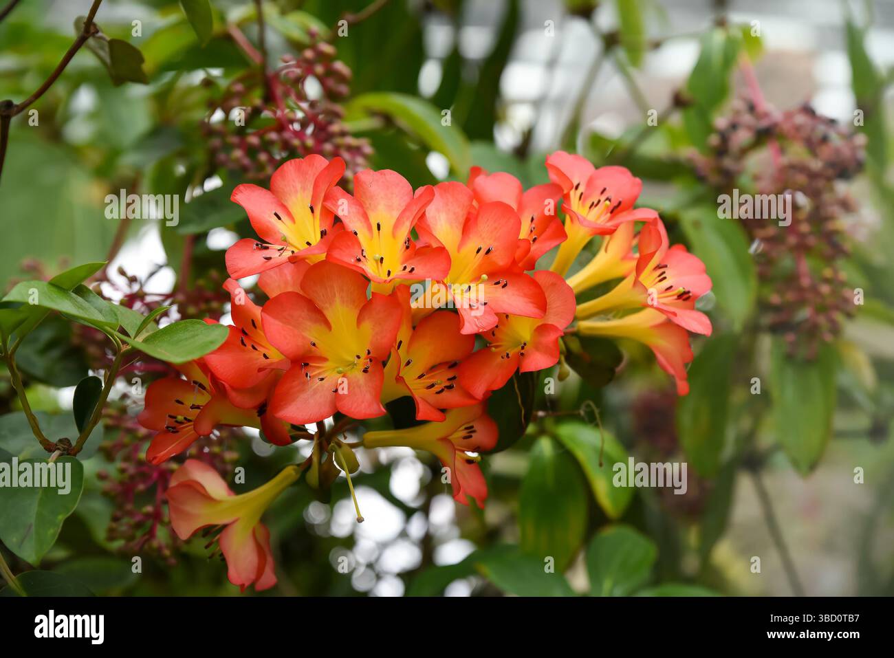 Tropica lrhododendron hi-res stock photography and images - Alamy