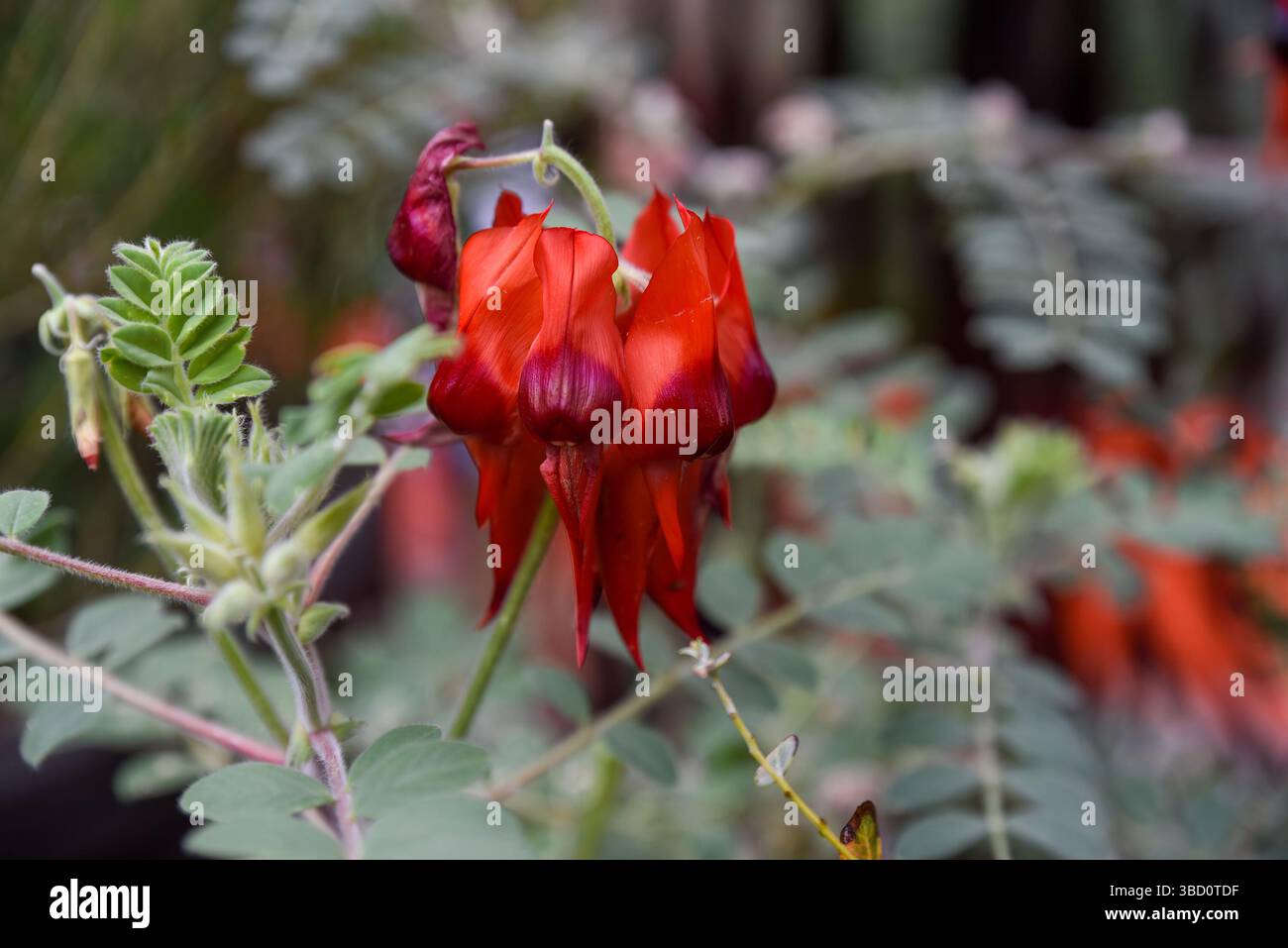 Closeup of red desert pea flowers with shiny black centers on green ...