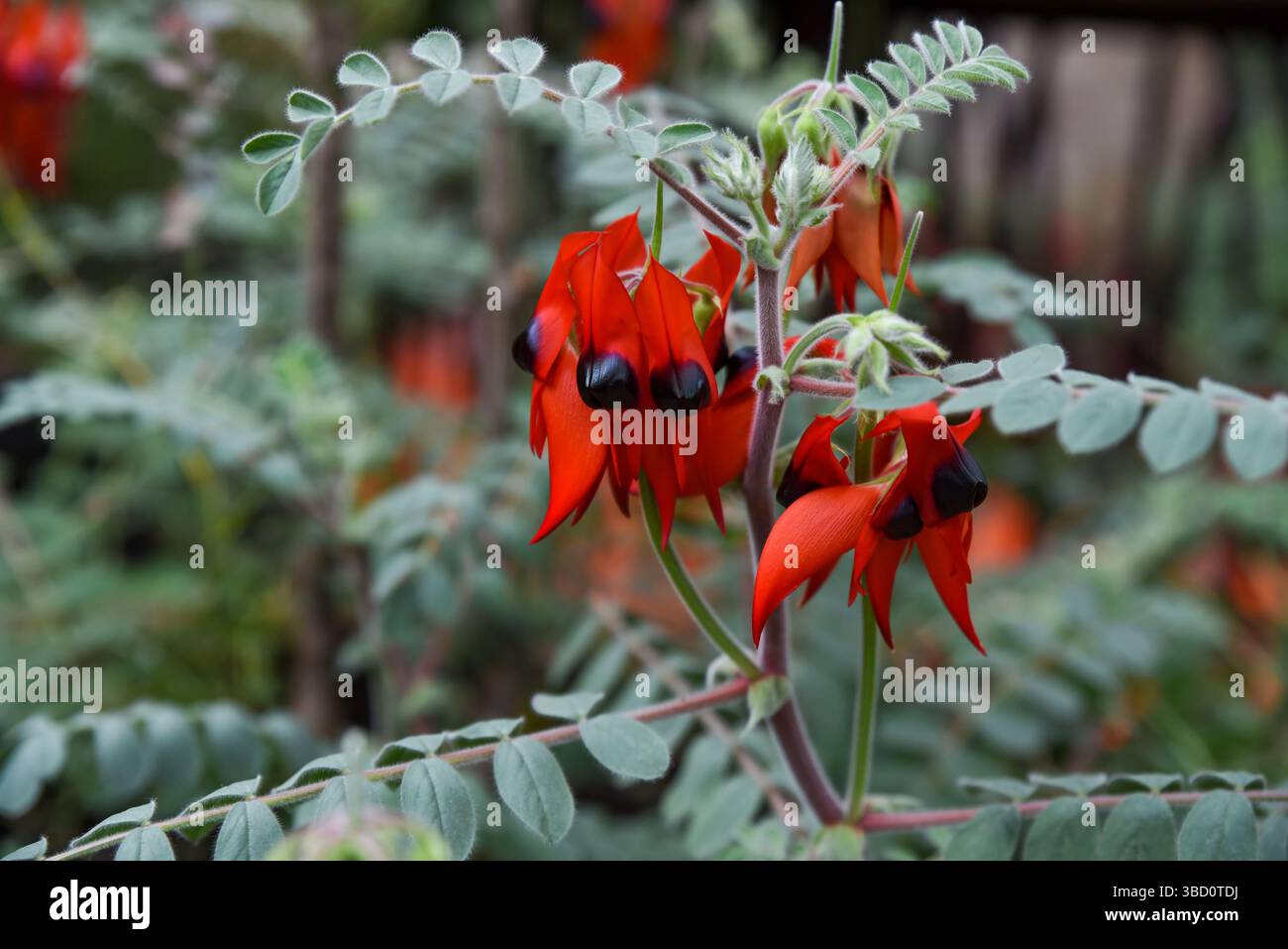 Bright red Sturt's desert pea flowers with black centers bloom on a ...