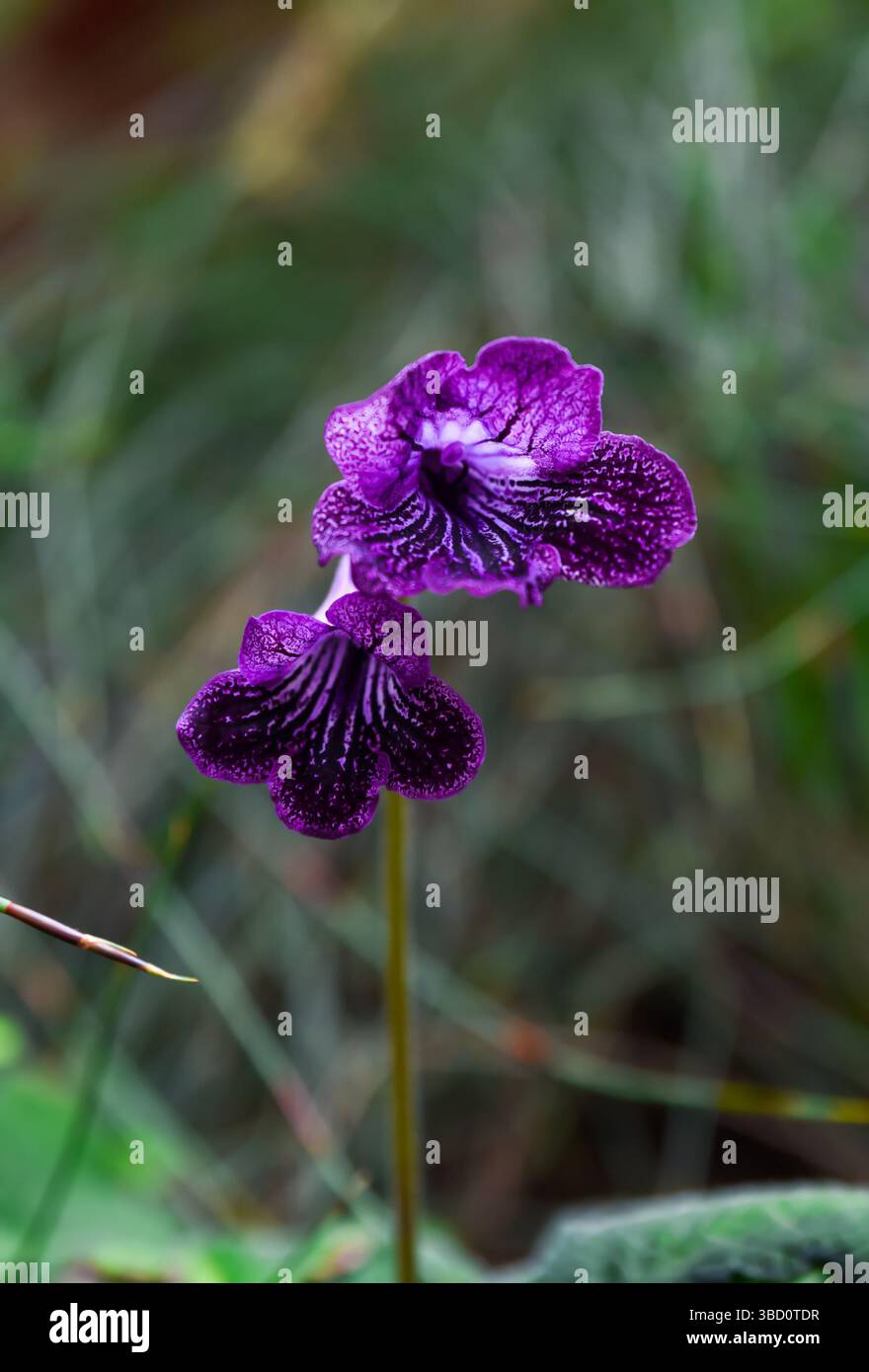 Streptocarpus (Cape primrose) with lush green leaves and vibrant ...