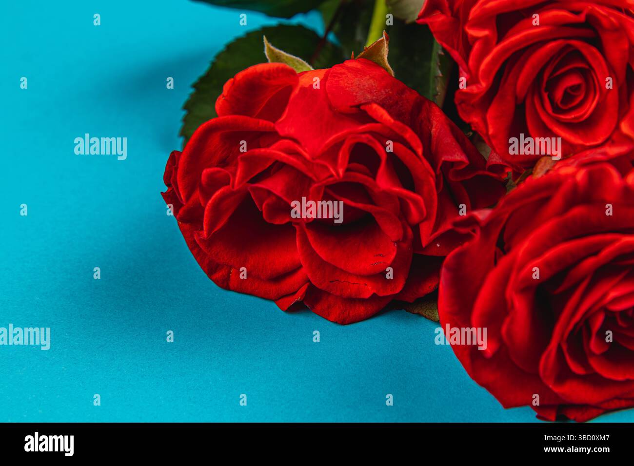 A bunch of fresh red roses displays their velvety petals against a ...