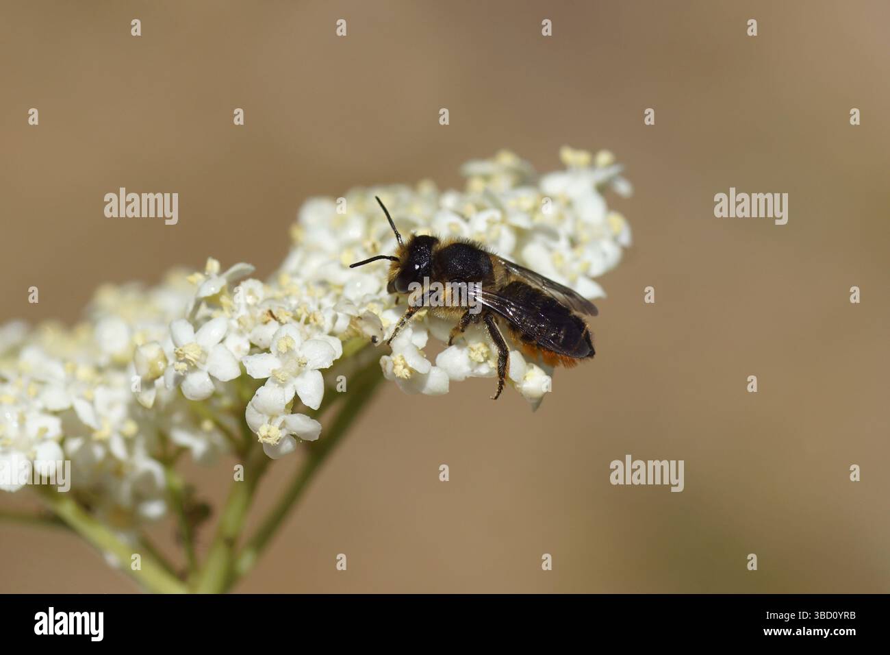 Patchwork leafcutter bee (Megachile centuncularis) on the flowers of ...