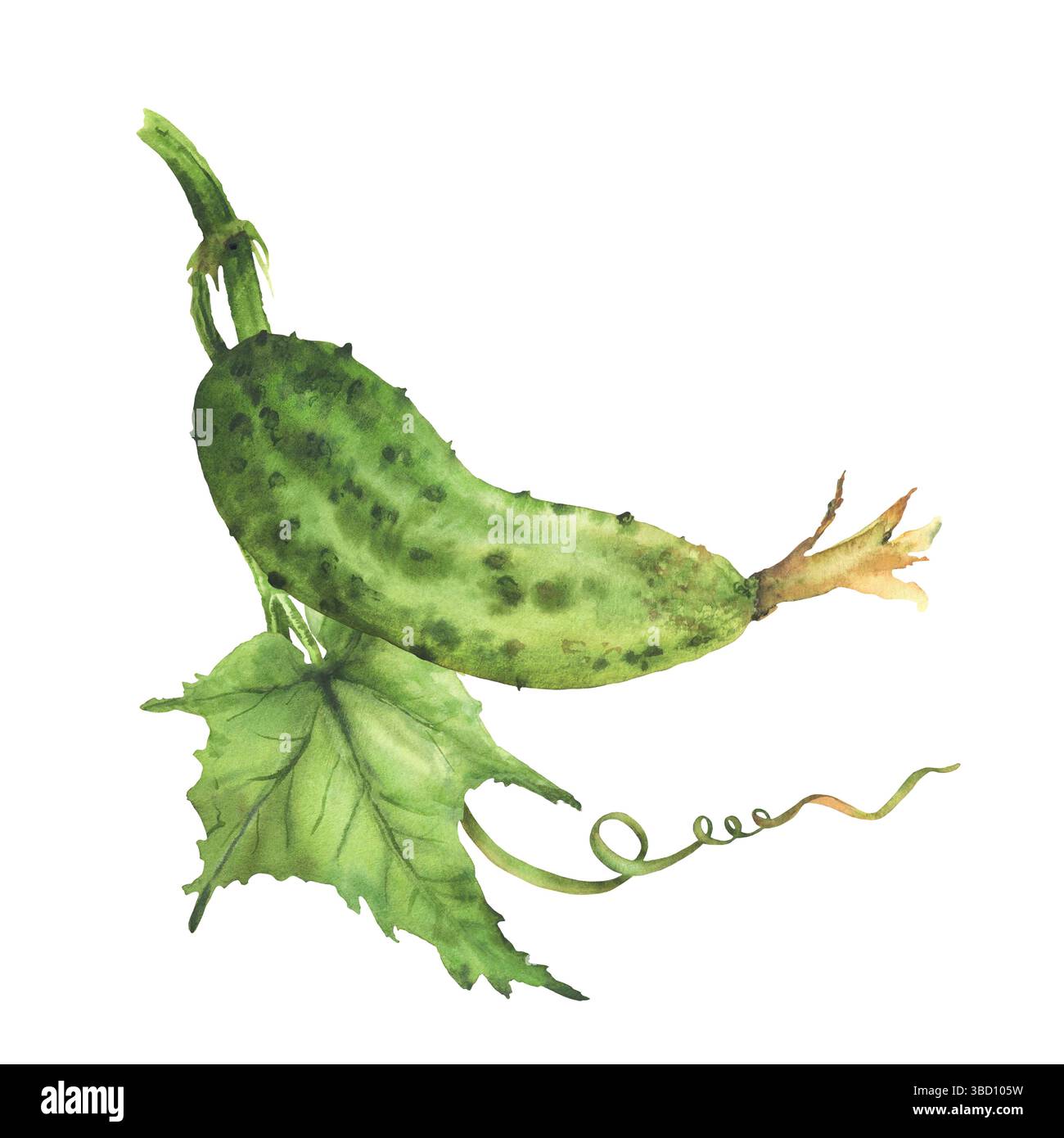 Watercolor Cucumber plant with green leaf and curling tendril and buds ...