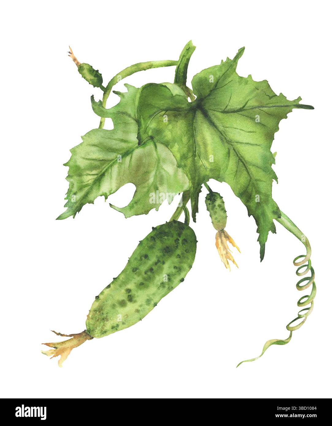 Cucumber plant with green leaf and curling tendril and buds hanging on ...