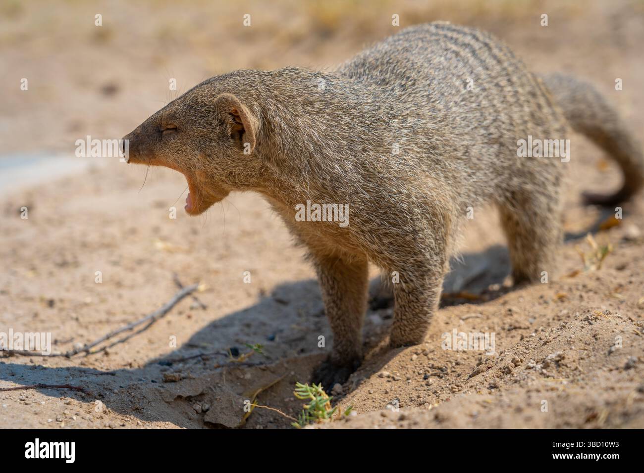 Banded mongoose in the Etosha National Park in Namibia, Africa Stock ...