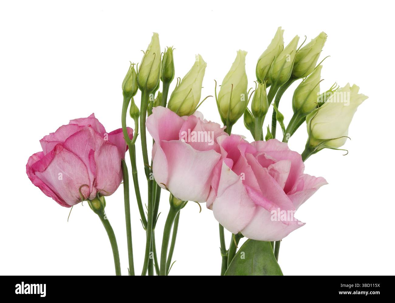 Bush pink flower buds Cut Out Stock Images & Pictures - Alamy