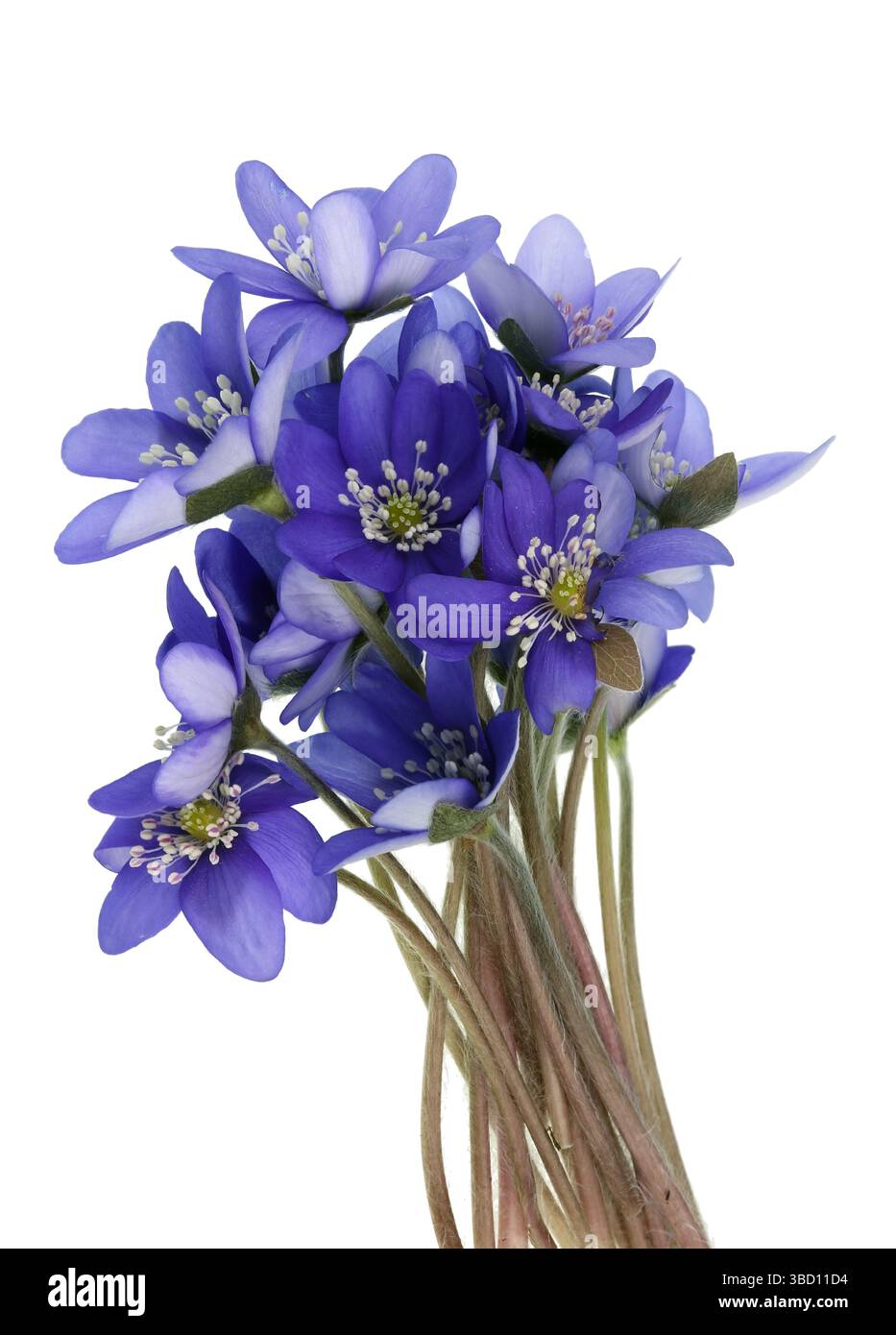 Bouquet of simple real first forest springs blue flowers isolated macro ...