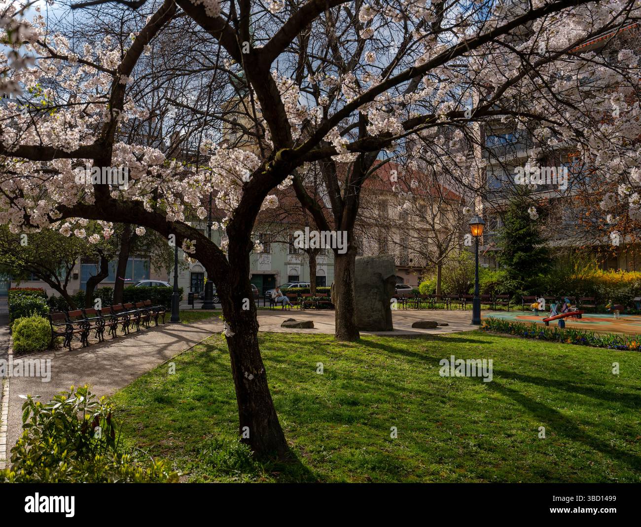 Budapest, Hungary - April 1, 2025: Cherry Blossoms in Budapest – Pink ...