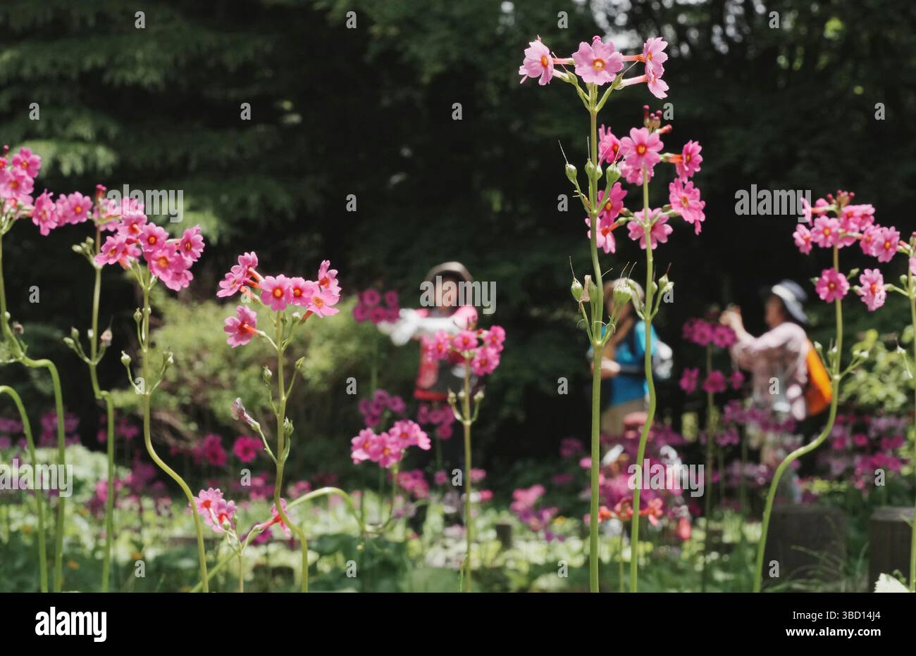 Flowers of Primula japonica (Japanese primrose / Japanese cowslip ...