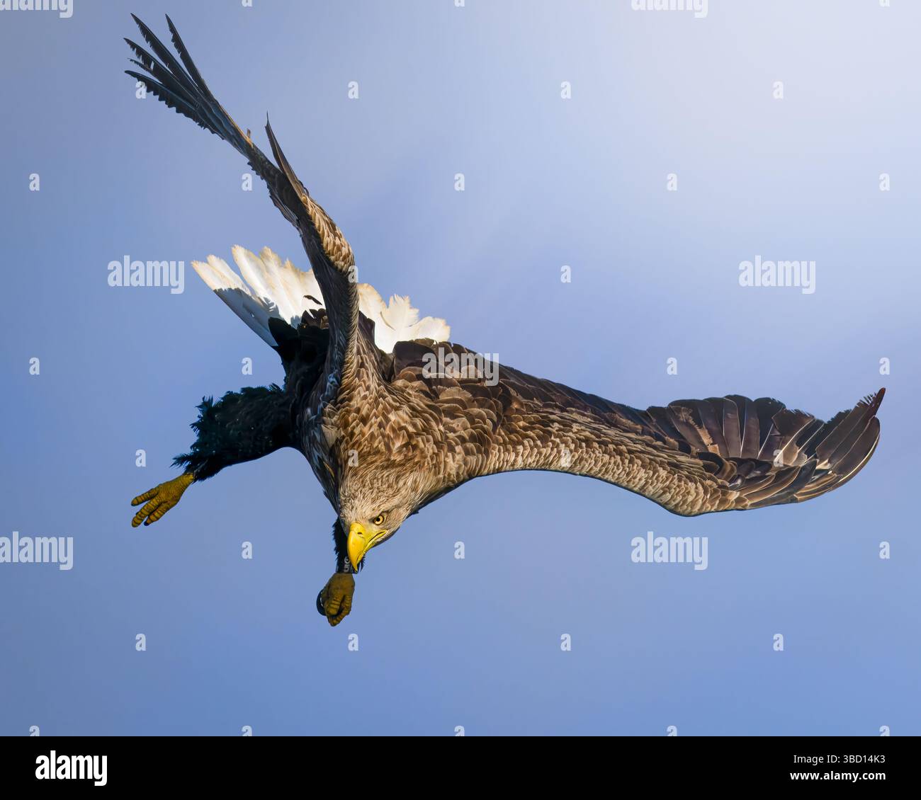 Scottish white tailed fish eagle hi-res stock photography and images ...