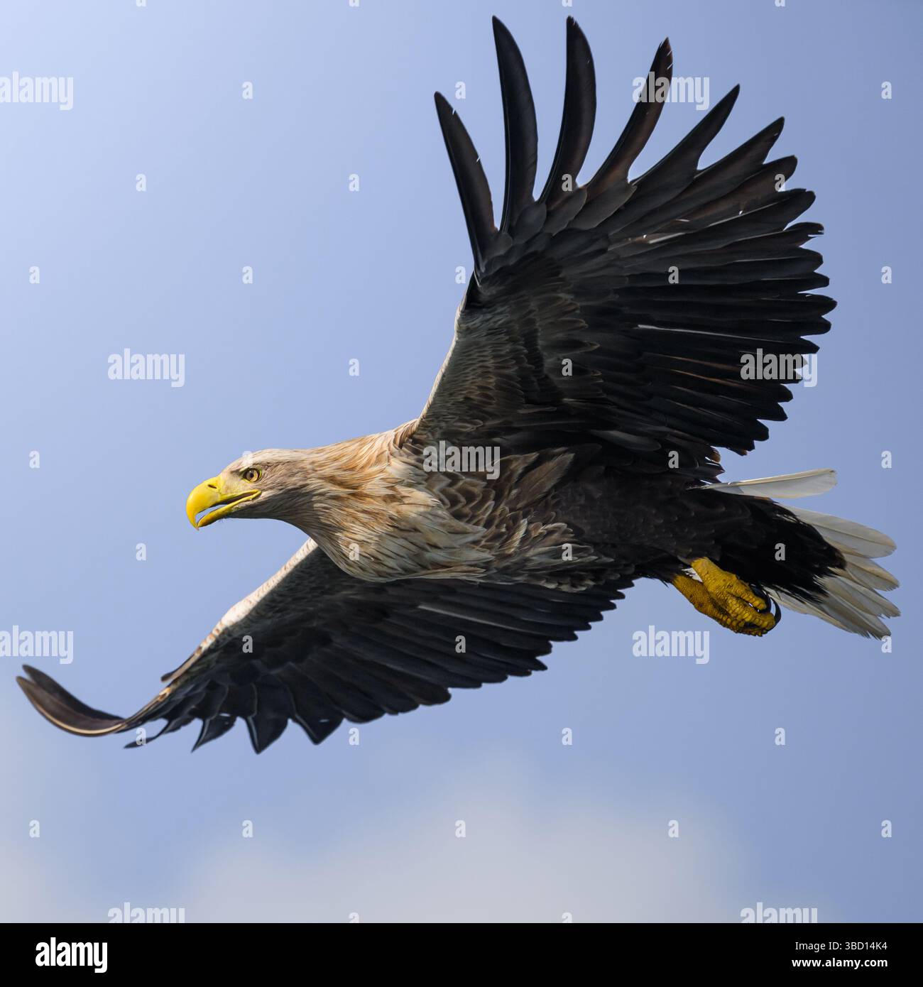 Fishing white tailed eagle hi-res stock photography and images - Alamy
