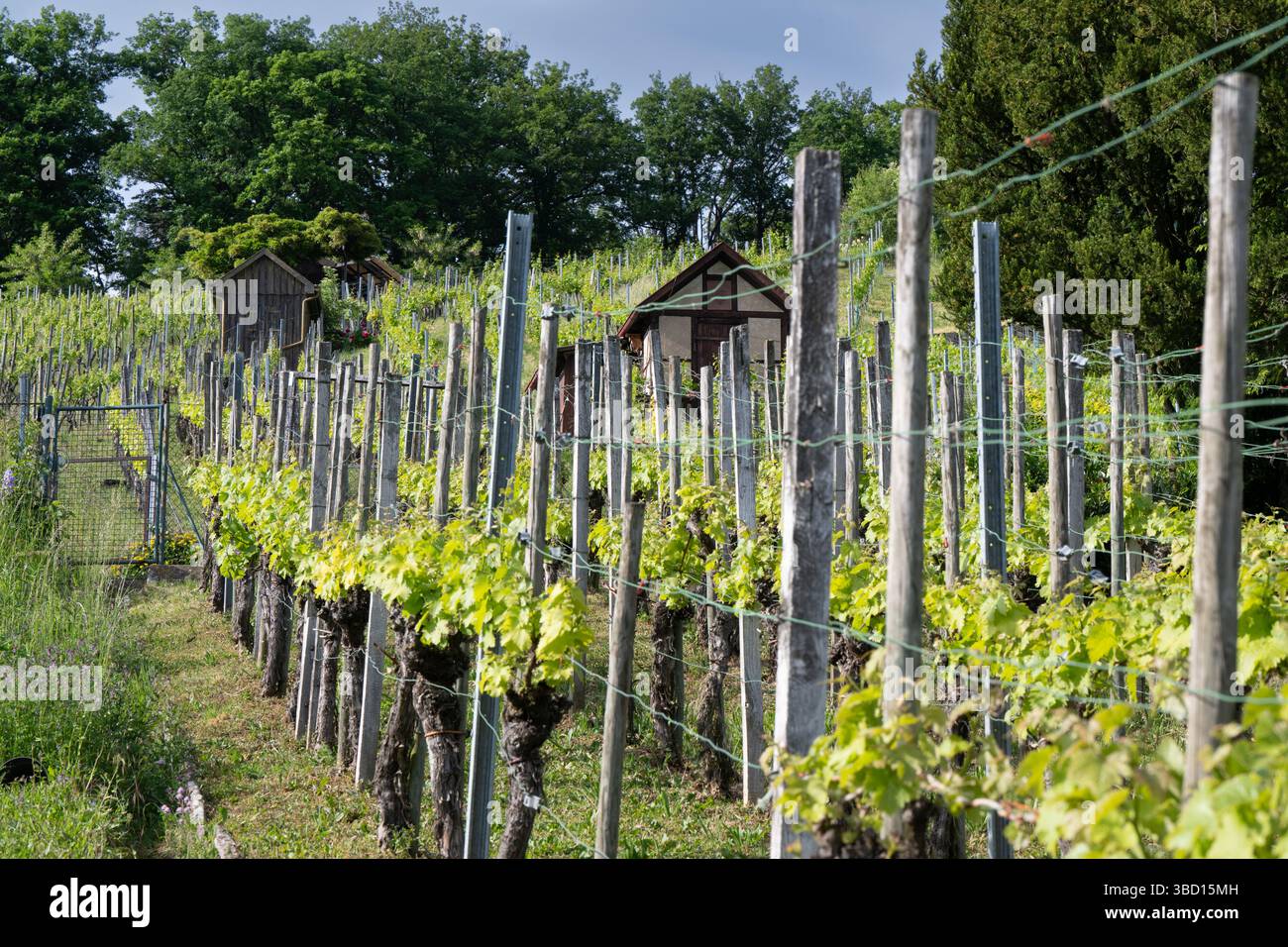 Natural spring on slope hi-res stock photography and images - Alamy