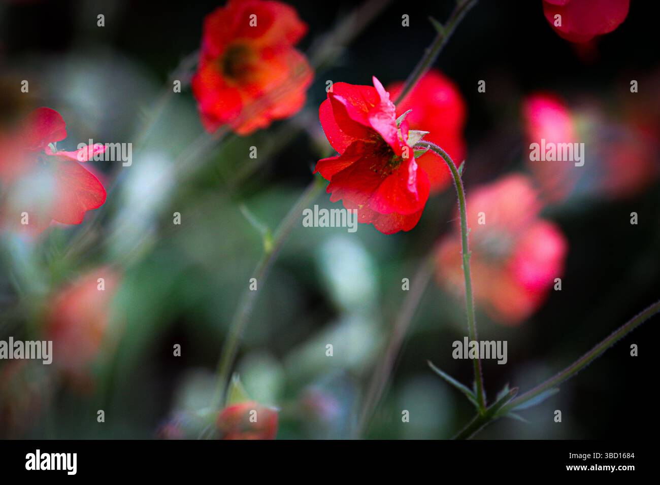 Geum Scarlet Tempest in flower Stock Photo - Alamy