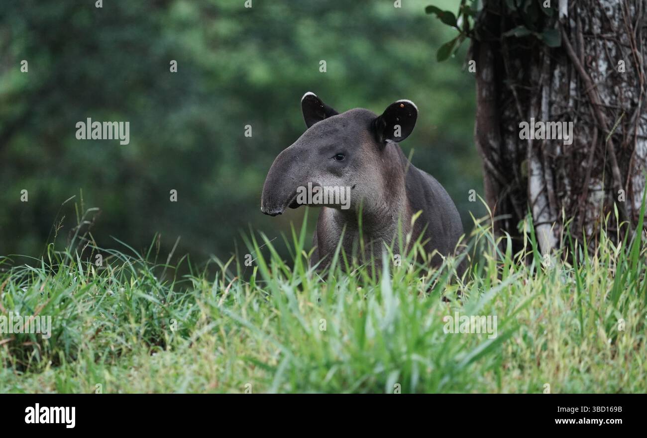 San Jose, Costa Rica. 25th Mar, 2025. A Baird's tapir is pictured in ...