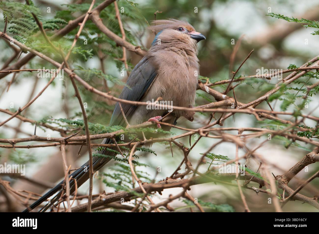 The blue-naped mousebird (Urocolius macrourus) is an African bird from ...
