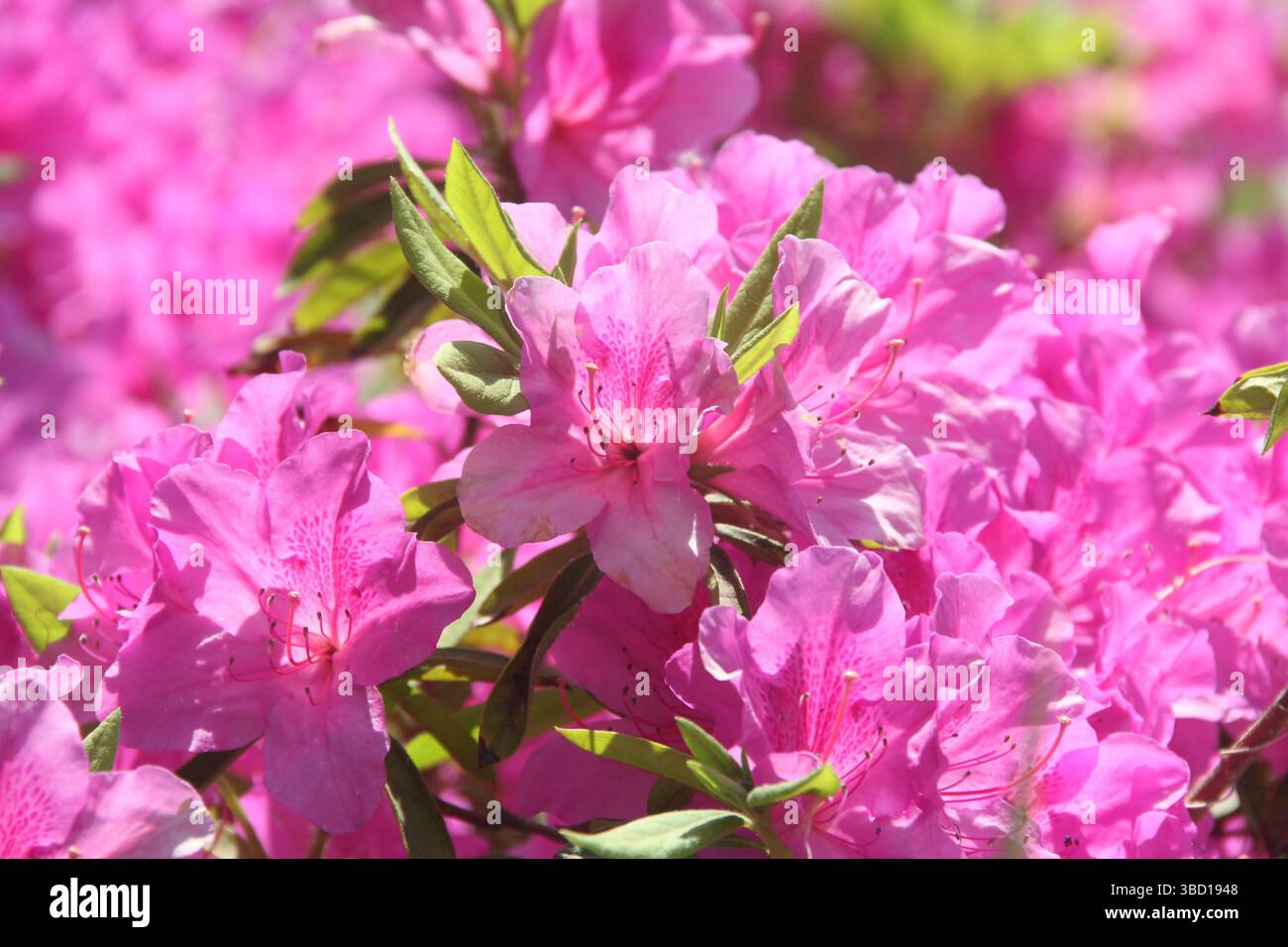 Azalea flowers are in full bloom in Weihai City, east China's Shandong ...