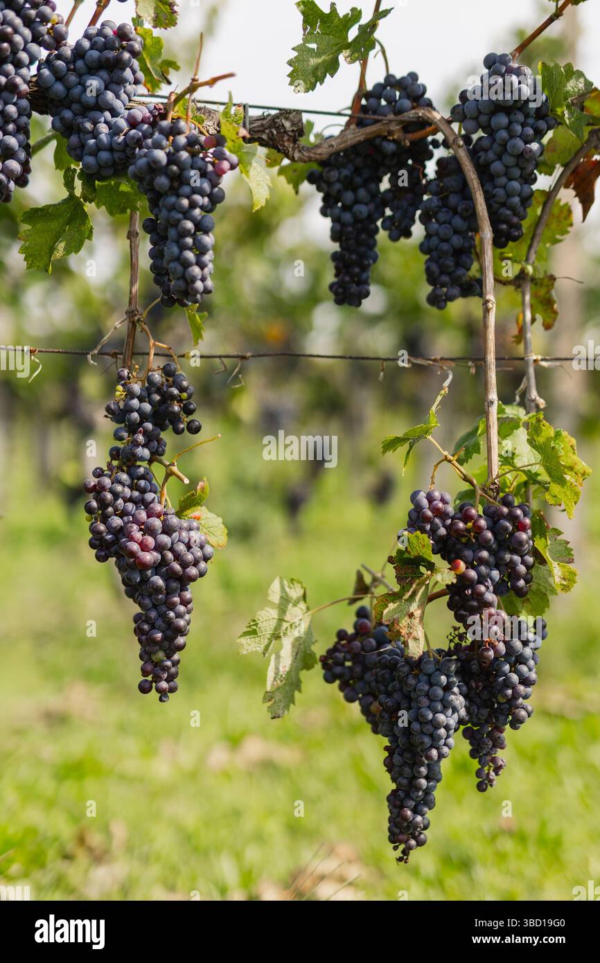 A lush grapevine laden with dark, ripe grape bunches, ready for harvest ...