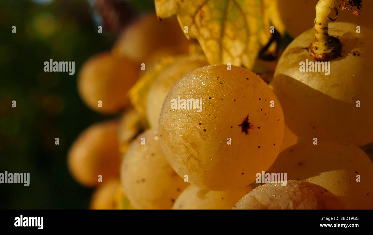 Close up bunch white grapes hi-res stock photography and images - Alamy
