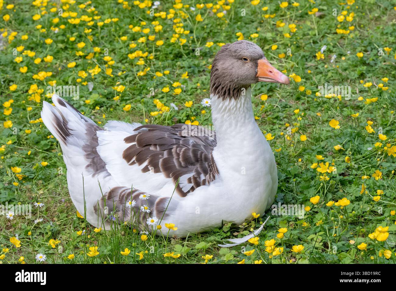 Nancy, France - View of an Alsatian goose lying on a lawn with flowers ...