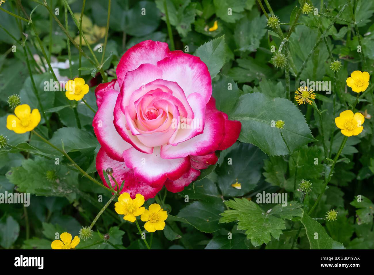 Nancy, France - View on a pink and white flower of a rosa 'Jubilé du ...