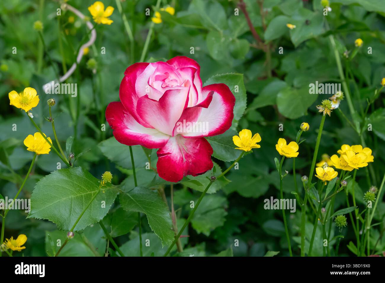 Nancy, France - View on a pink and white flower of a rosa 'Jubilé du ...