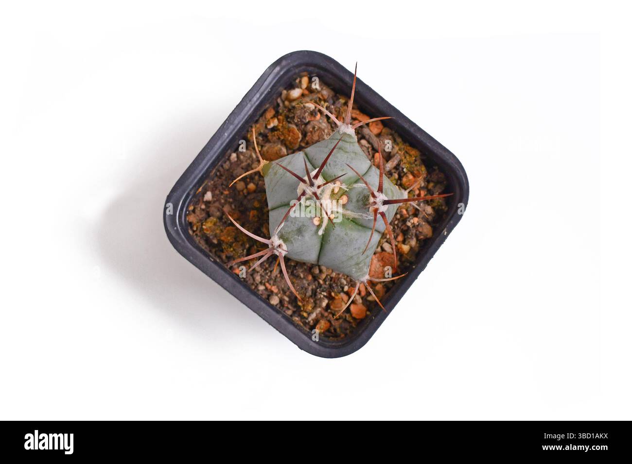 Top view of small 'Echinocactus Ingens' cactus plant in black square ...