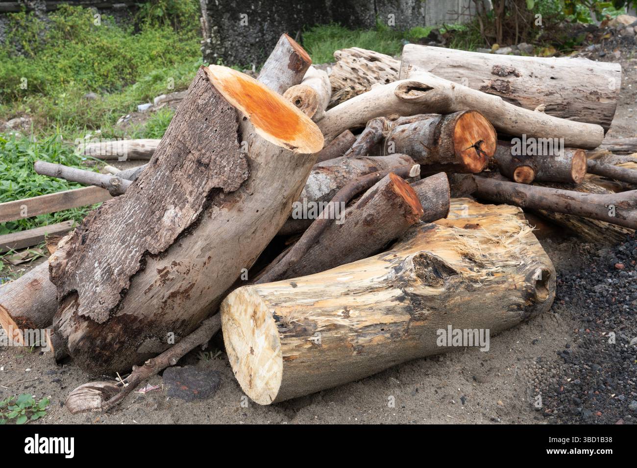 Pile of wood logs on the beach. The pile of wood logs is scattered on ...