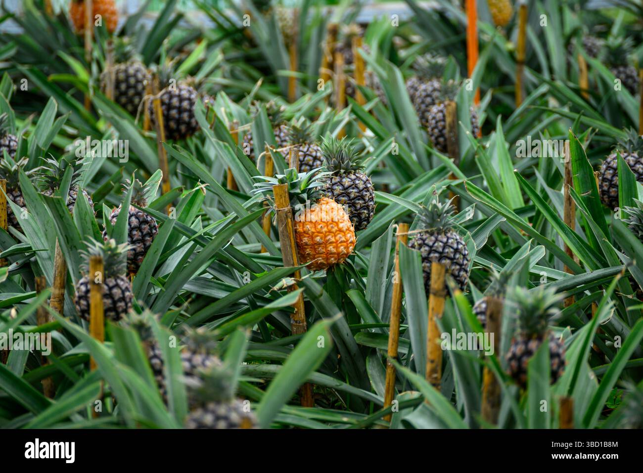 pineapple plantation on the island of sao miguel, archipelago of the ...