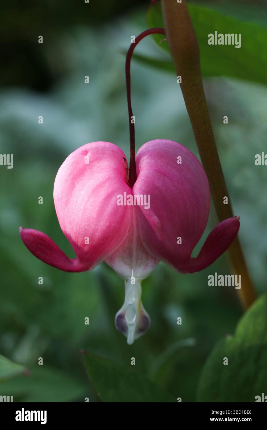 Lamprocapnos spectabilis, commonly known as bleeding heart or Asian ...