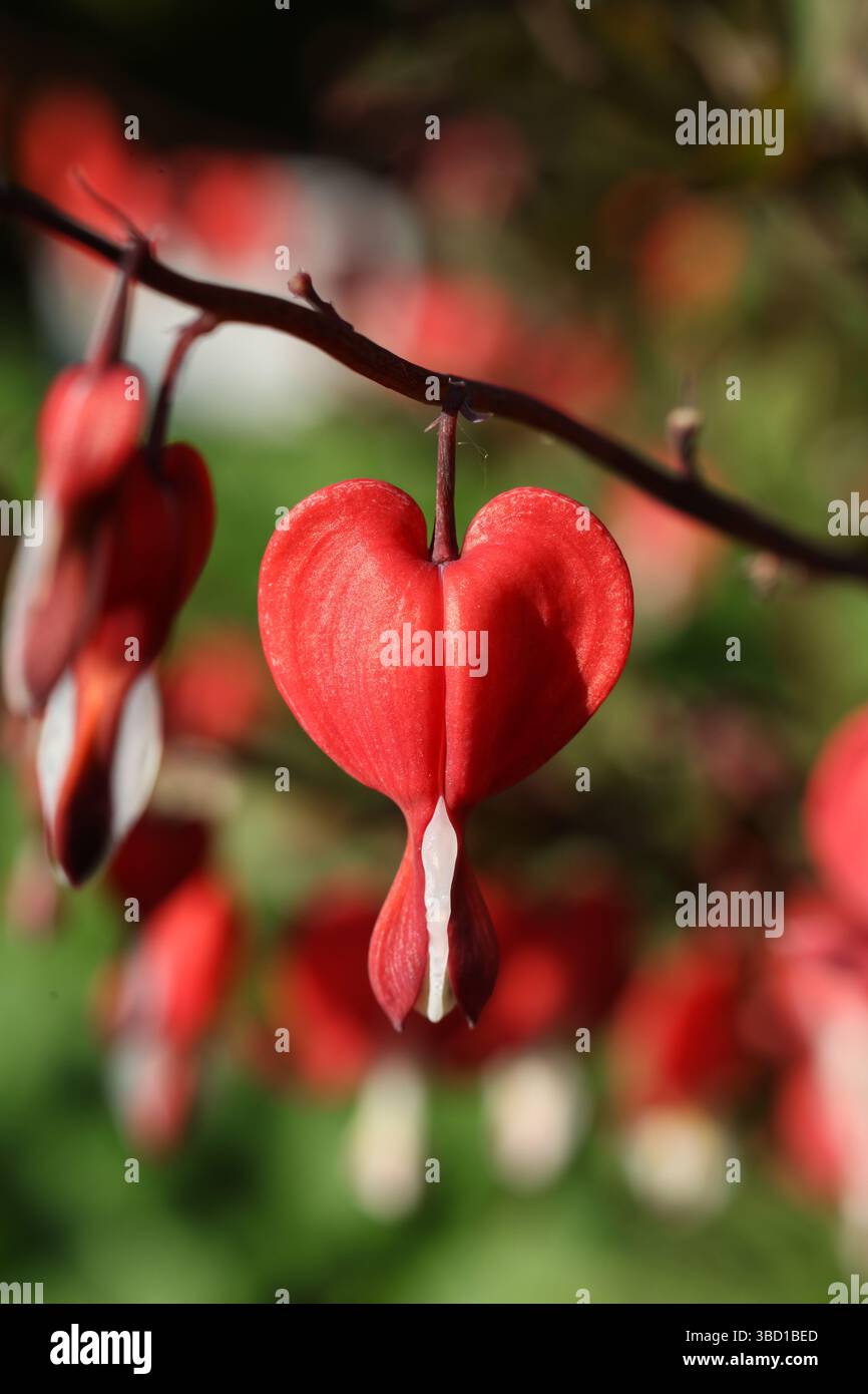Lamprocapnos spectabilis, commonly known as bleeding heart or Asian ...