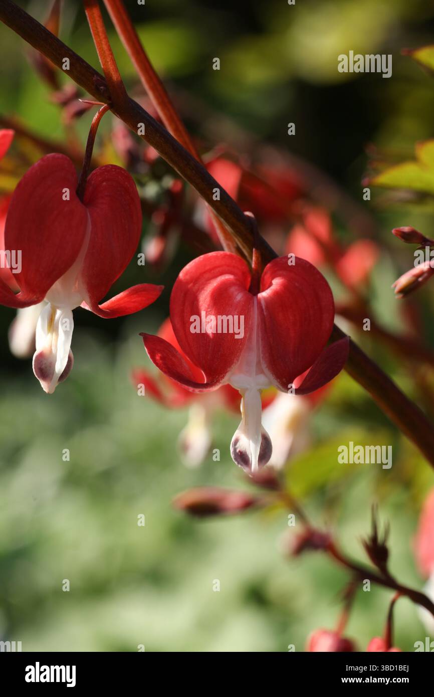 Lamprocapnos spectabilis, commonly known as bleeding heart or Asian ...