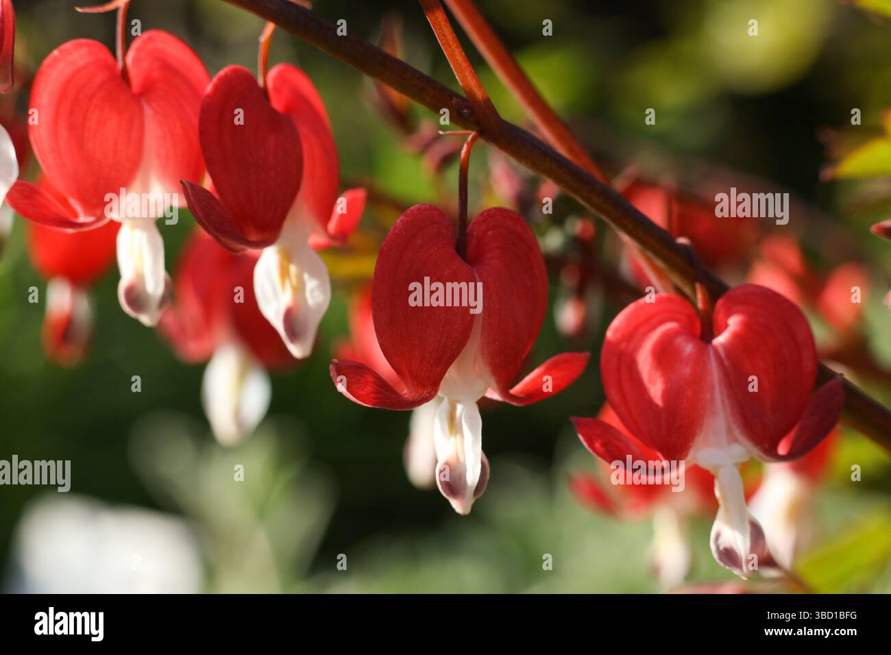 Lamprocapnos spectabilis, commonly known as bleeding heart or Asian ...