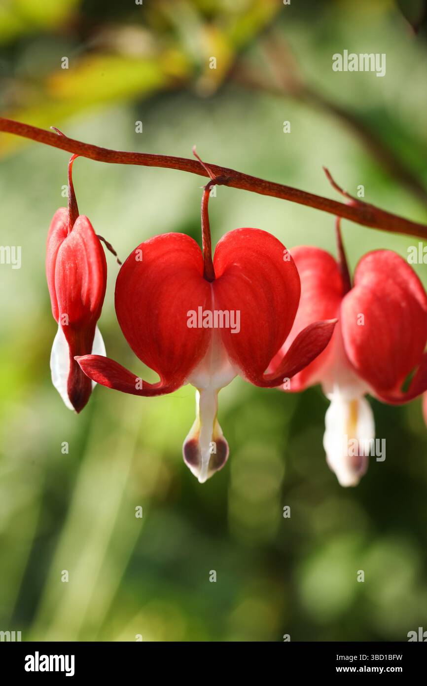 Lamprocapnos spectabilis, commonly known as bleeding heart or Asian ...