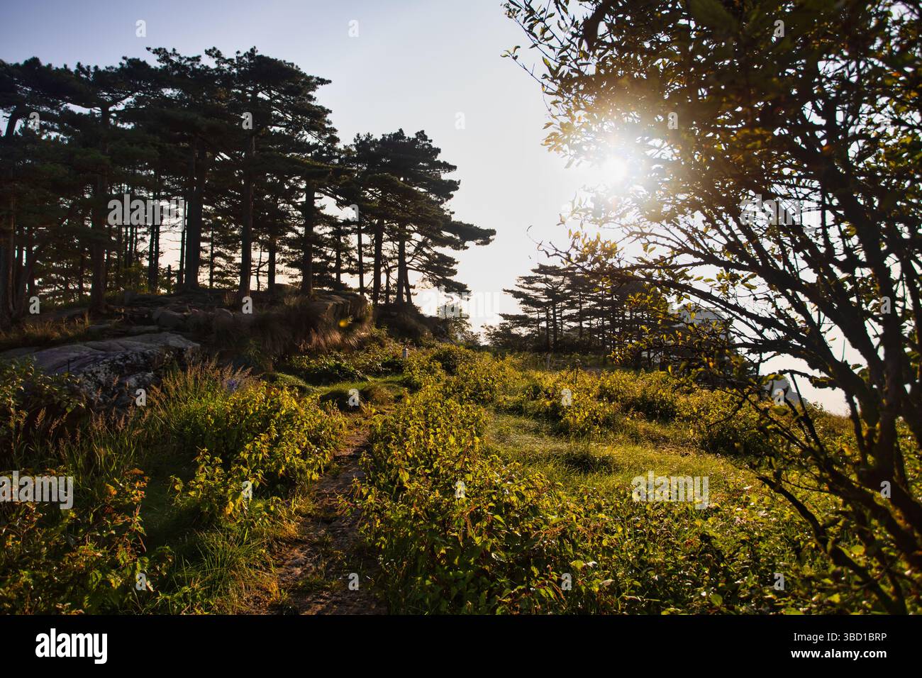 Serene walk through forest clearing hi-res stock photography and images ...