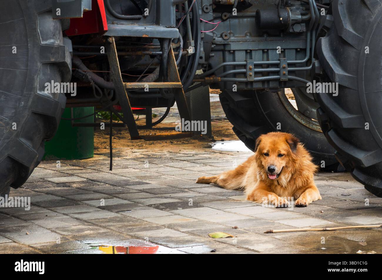 Dog is laying down under a tractor. The dog is brown and he is relaxed ...