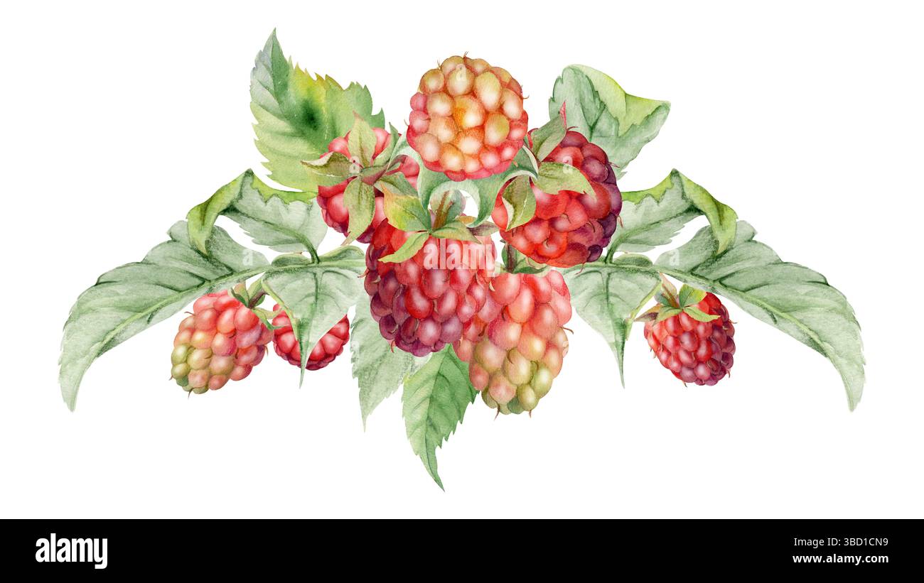 Raspberry berries and leaves bunch cluster group hand drawn in ...