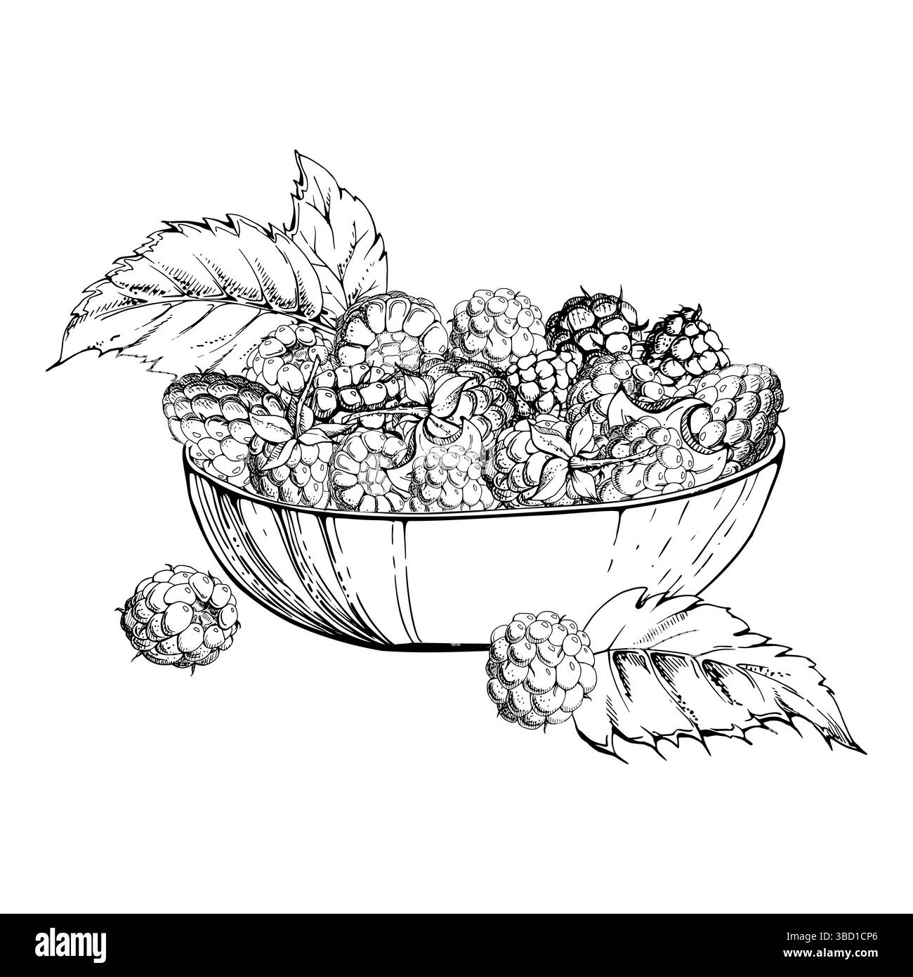 Tayberry leaves Stock Vector Images - Alamy